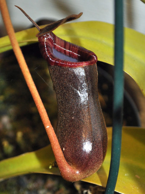 deep red pitchers - 2000K or being buried - Nepenthes - Carnivorous ...